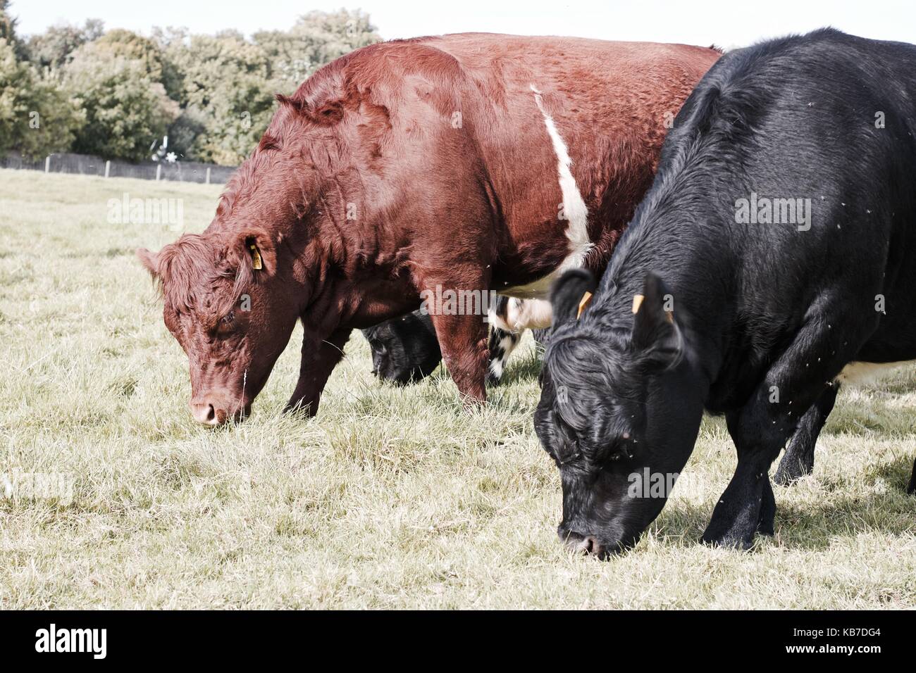 Cows in town centre on Richmond London. Nature in town concept Stock ...