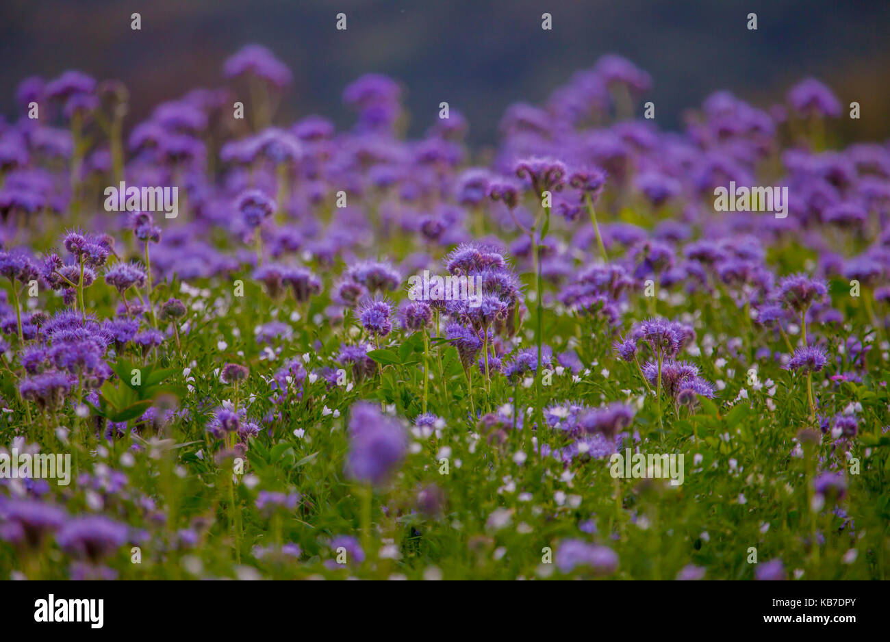 Phacelia flowers field violet blooming nature agriculture fields Stock ...