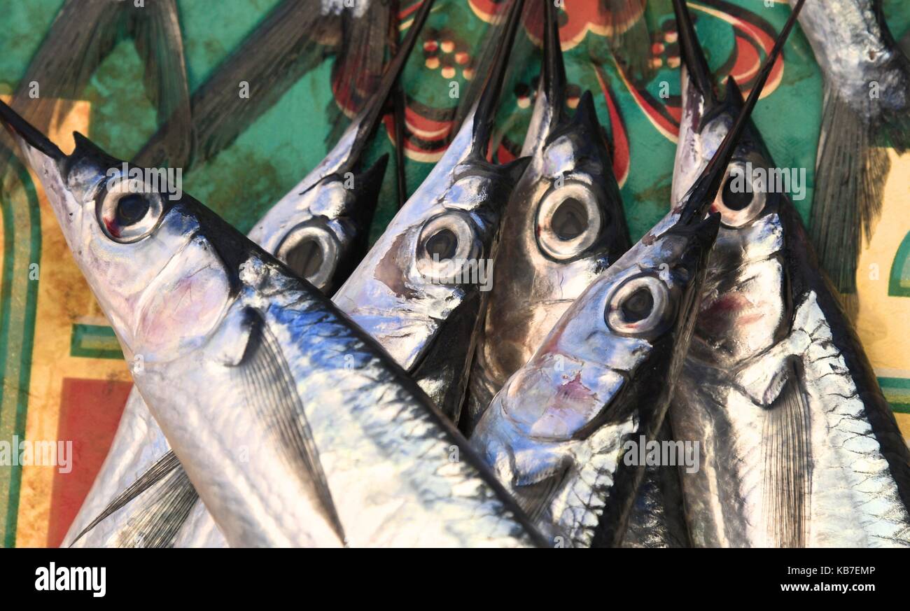 fresh caught fish, Dili, Timor-Leste, Dec. 24, 2016 | usage worldwide ...