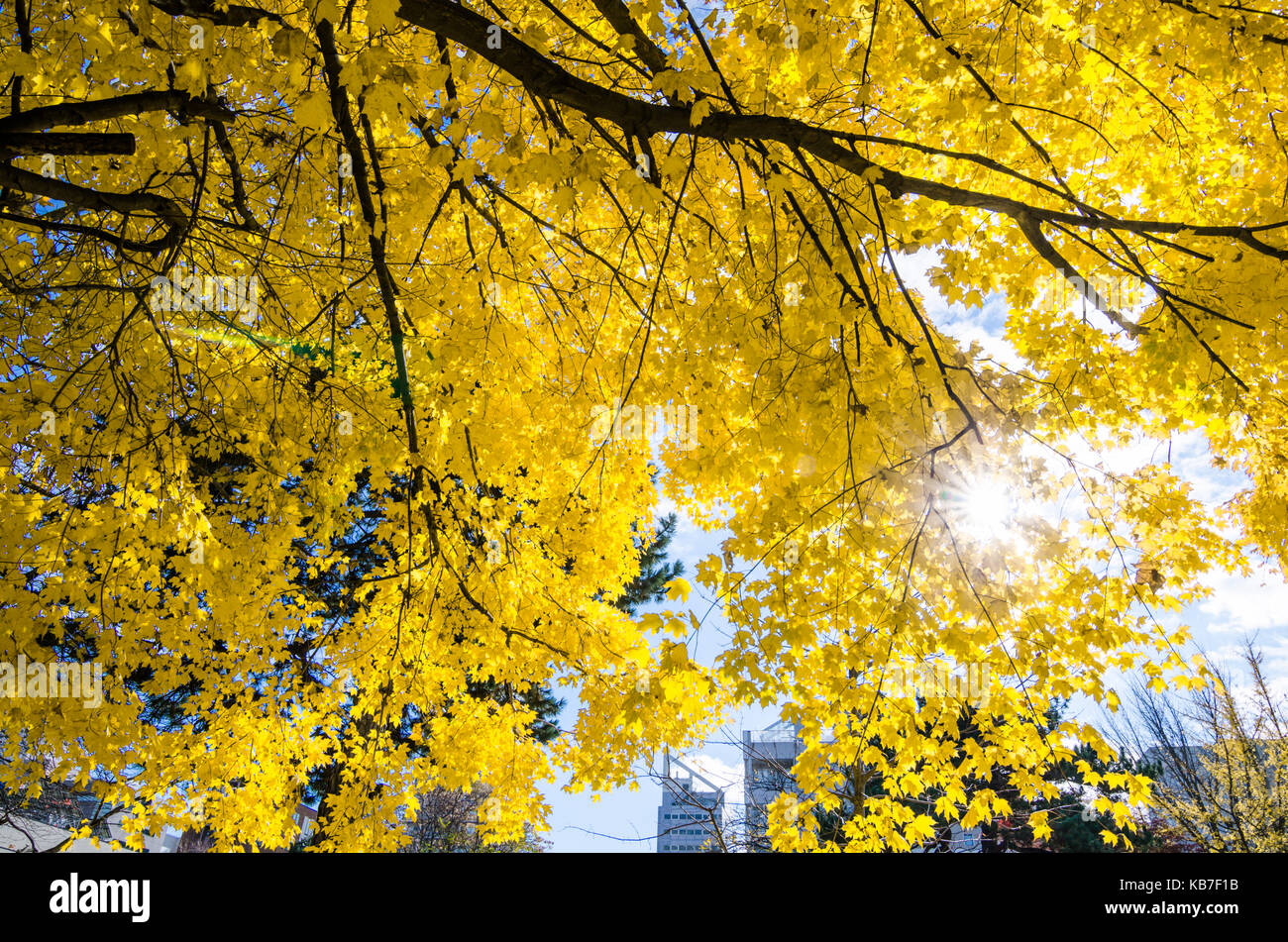 Beautiful fall season with golden ginkgo tree at Hokkaido University ...