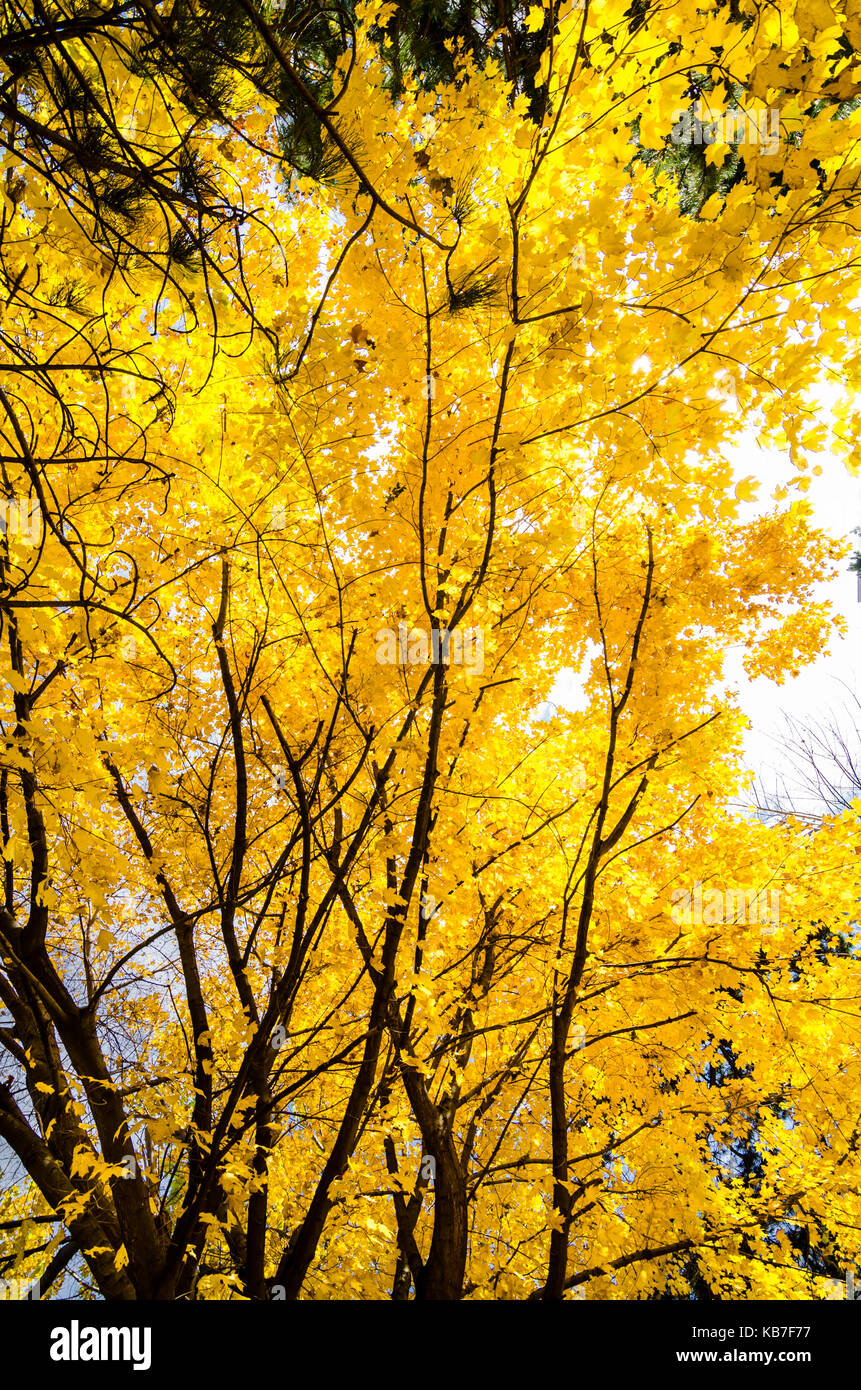 Beautiful fall season with golden ginkgo tree at Hokkaido University ...