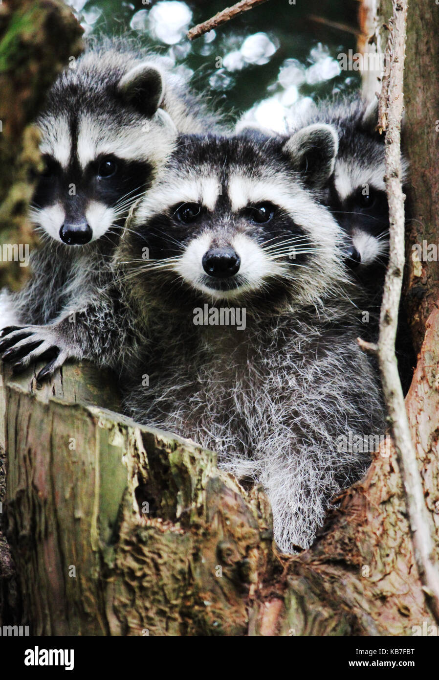 Raccoons in a tree Stock Photo - Alamy