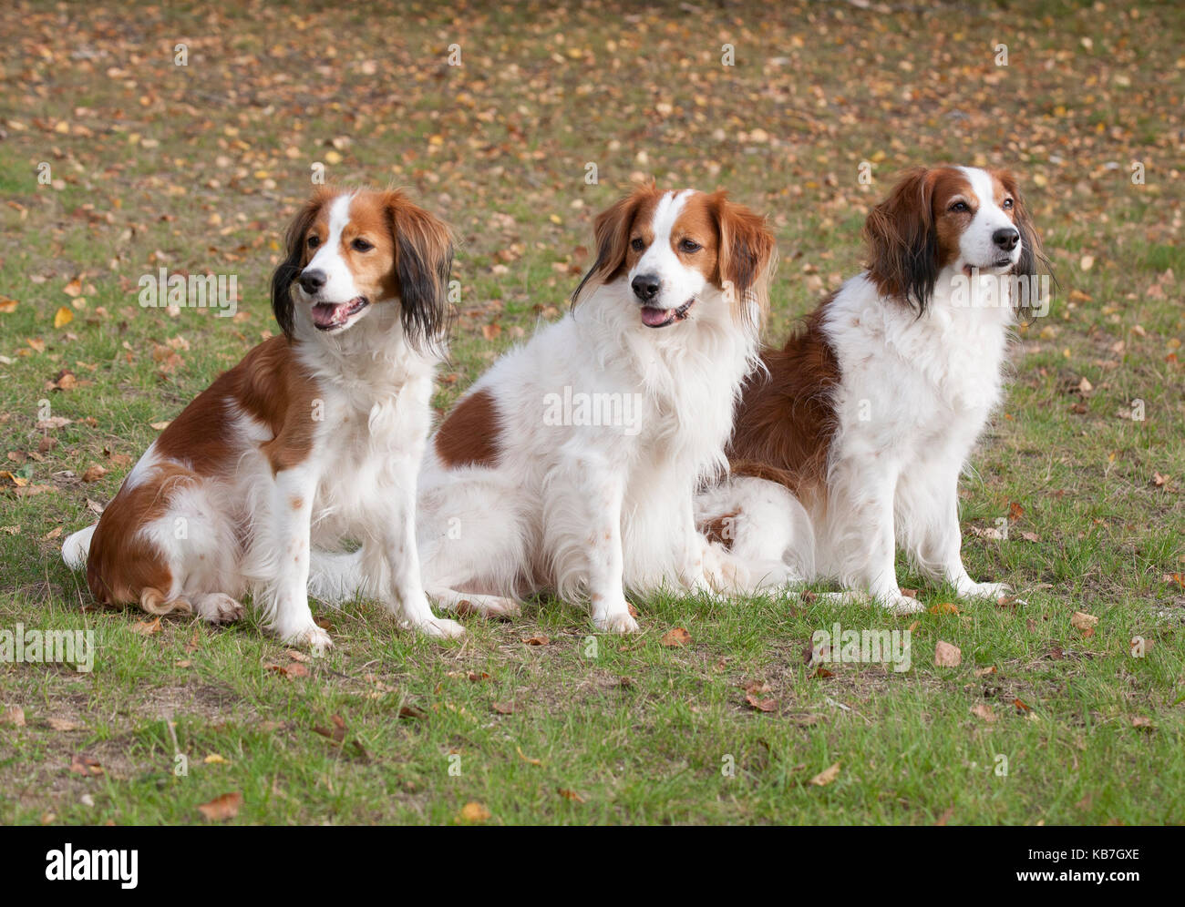 The KOOIKERHONDJE 2017 is a Spaniel type of dog of Dutch ancestry Stock ...