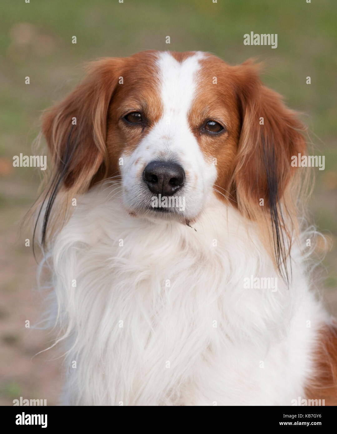 The KOOIKERHONDJE 2017 is a Spaniel type of dog of Dutch ancestry Stock ...