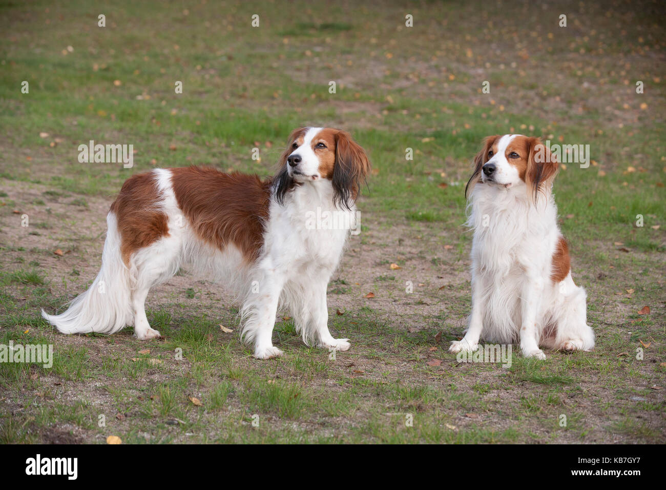 Netherland dog breed hi-res stock photography and images - Alamy