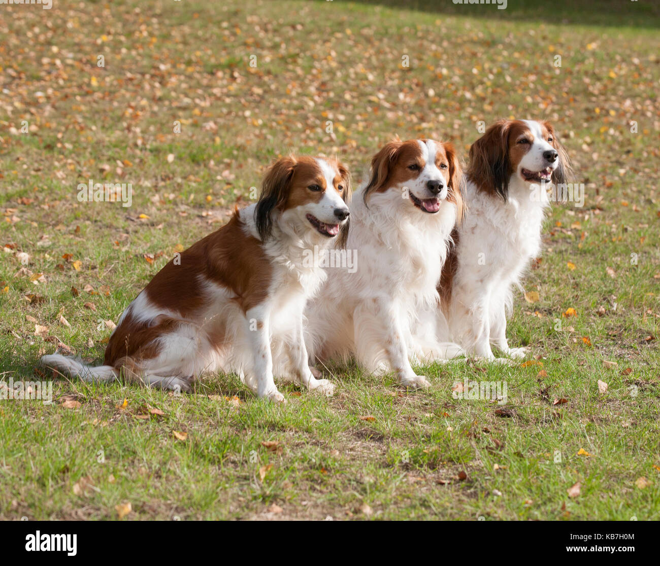 Netherland dog breed hi-res stock photography and images - Alamy