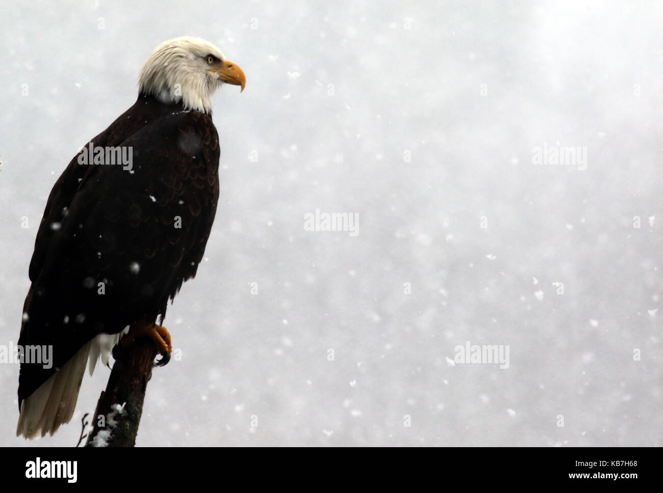 Falling eagle hi-res stock photography and images - Alamy