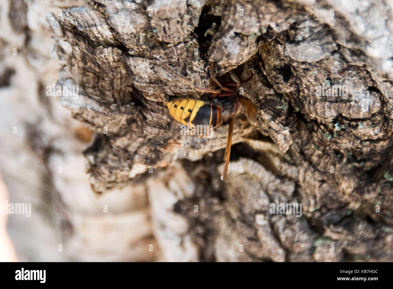 Hornet Seeking Moisture on a Cork Oak Stock Photo - Alamy