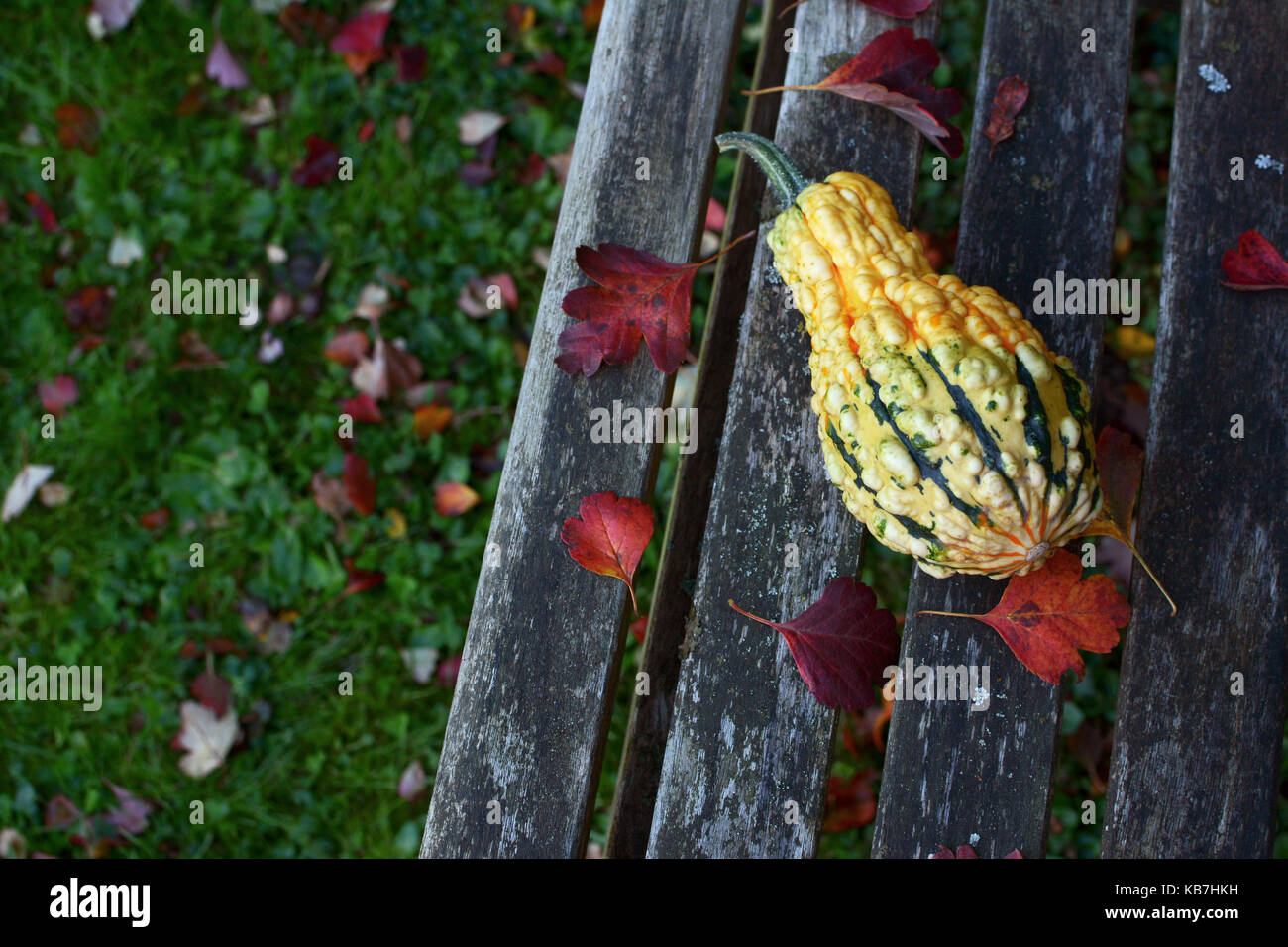 Warty-textured yellow and green ornamental gourd among red fall leaves ...