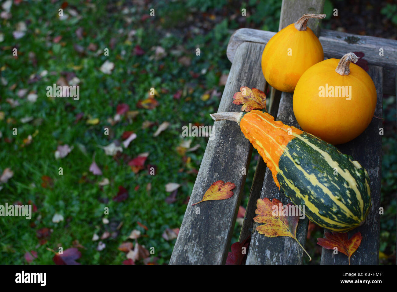 Striped gourd and two yellow ornamental gourds in a fall garden, on a ...