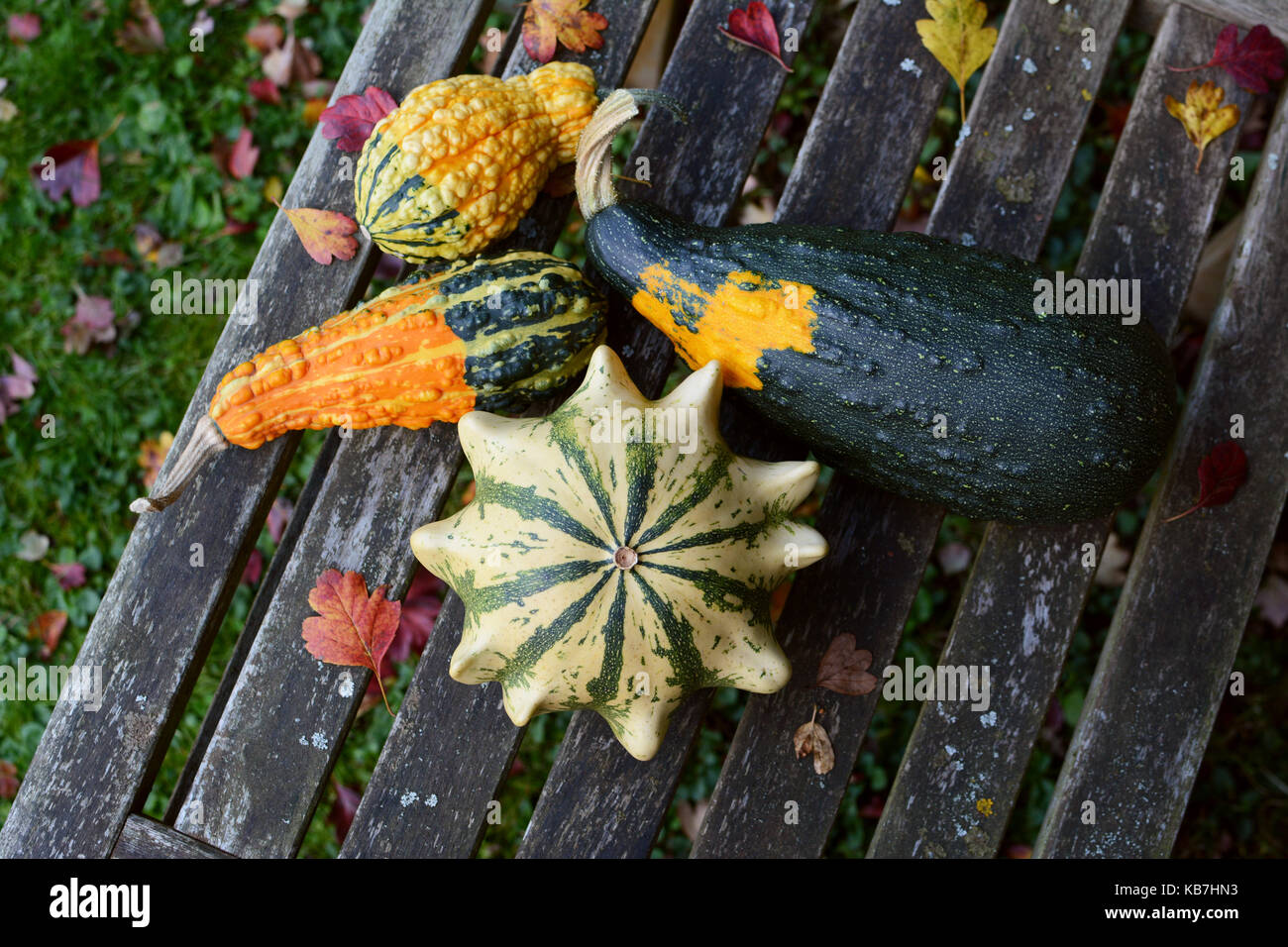 Ornamental gourds in different shapes and colours - green, orange and ...
