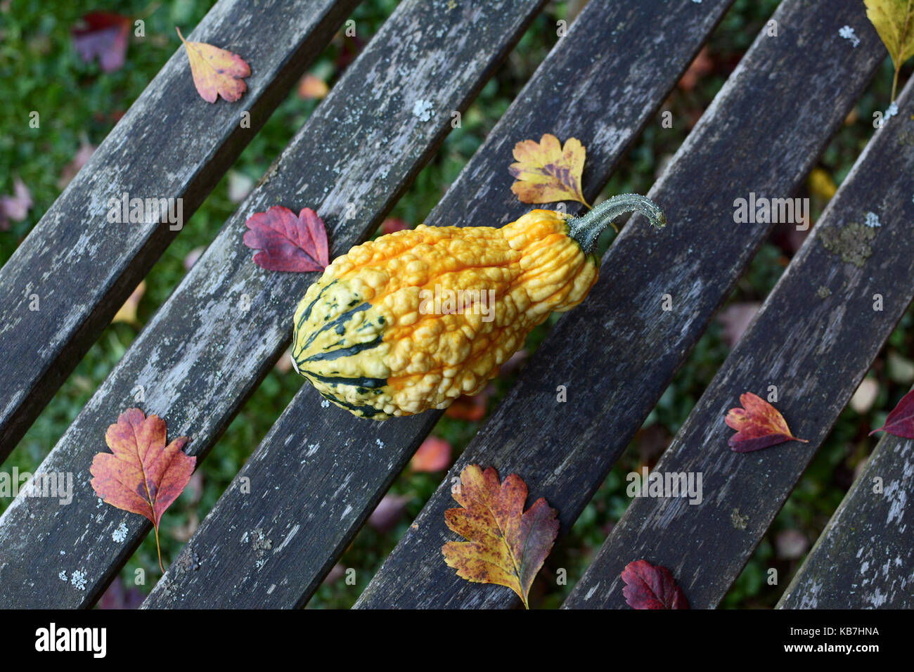 Warty-textured yellow and green ornamental gourd among fall leaves on a ...