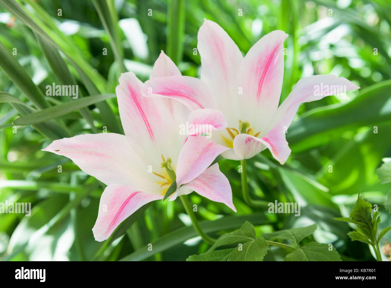 Pink Lilly in the garden Stock Photo - Alamy