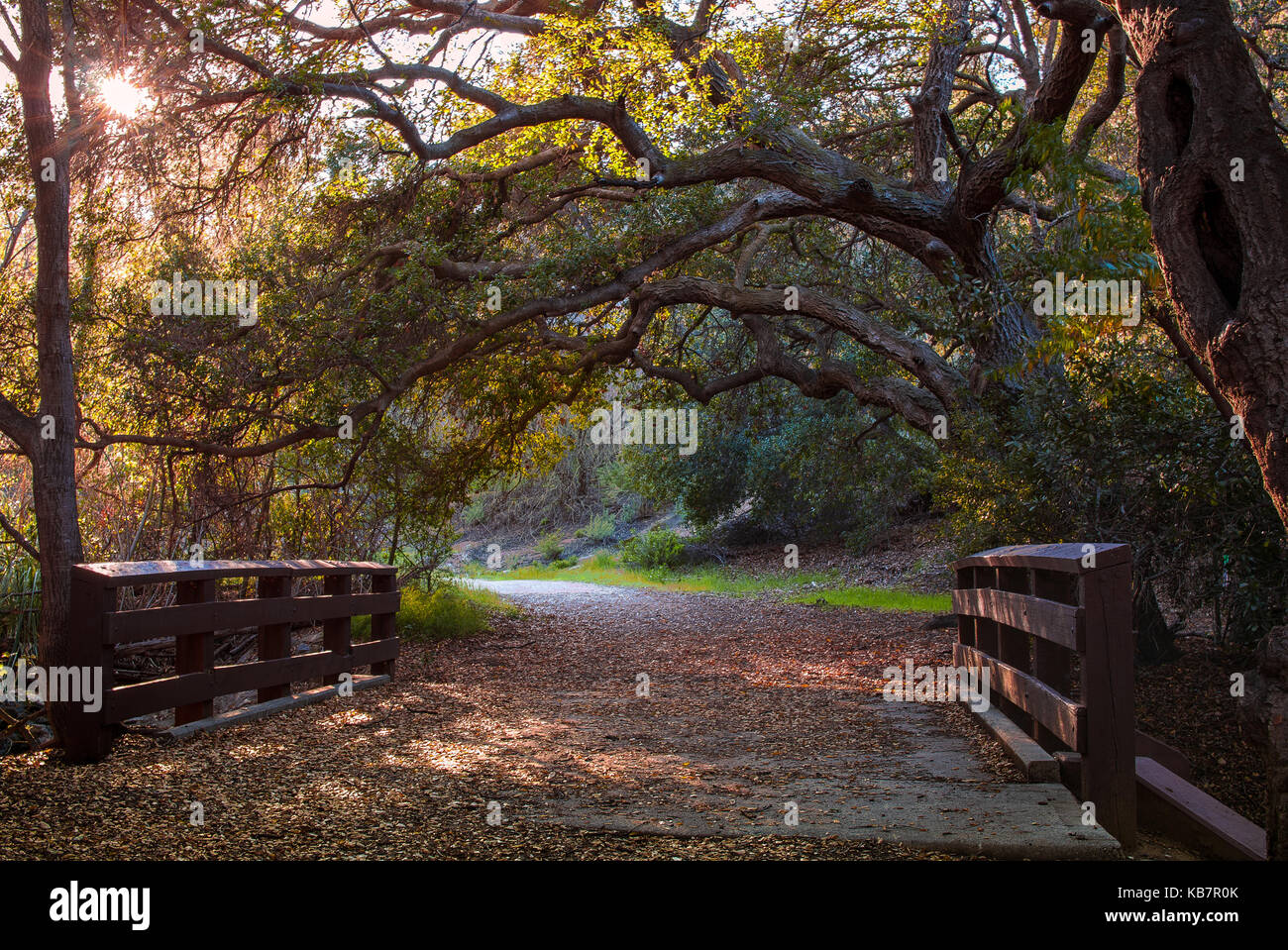Oak Trees over a Bridge Stock Photo - Alamy