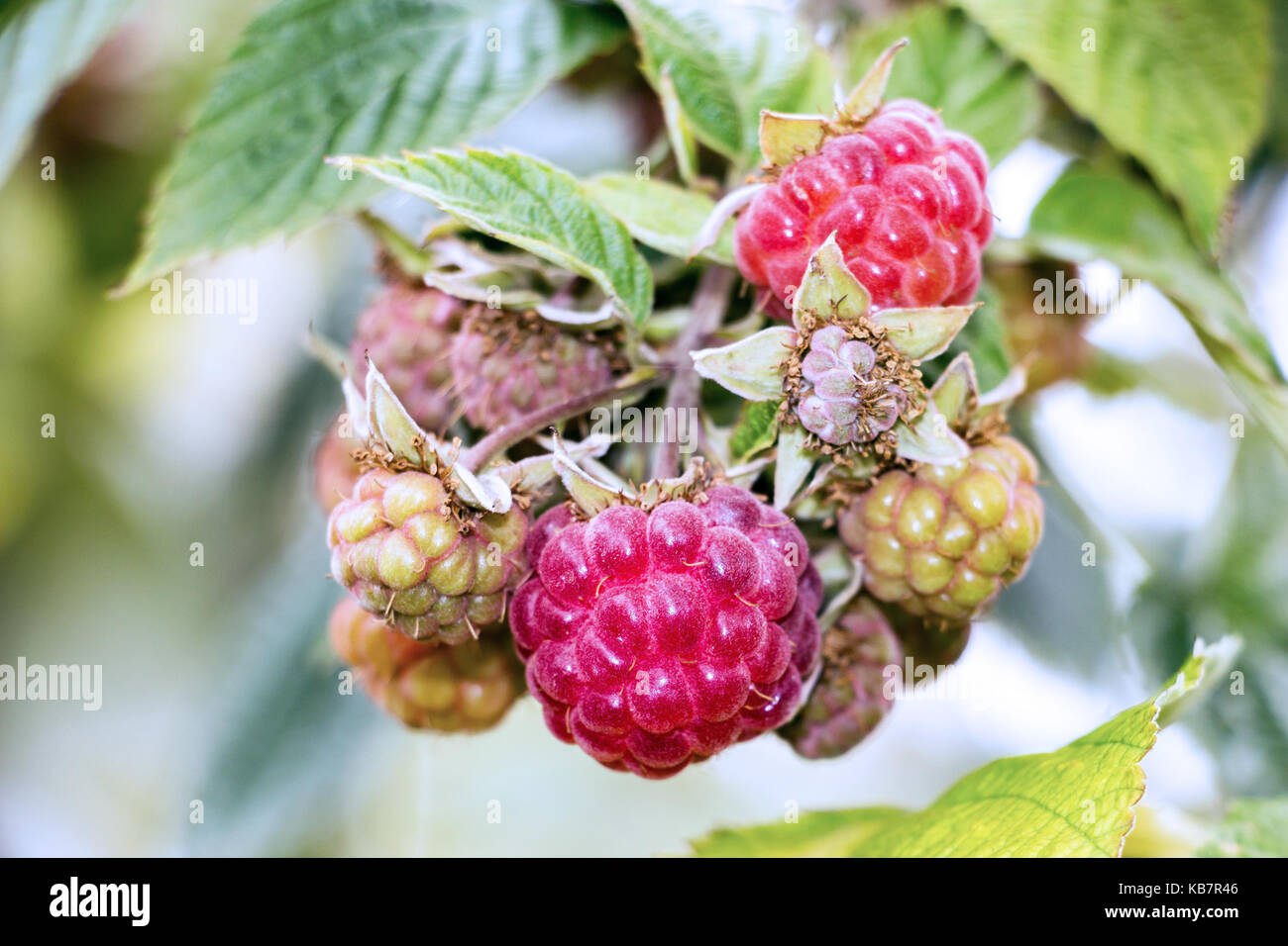 Raspberries in the garden Stock Photo - Alamy