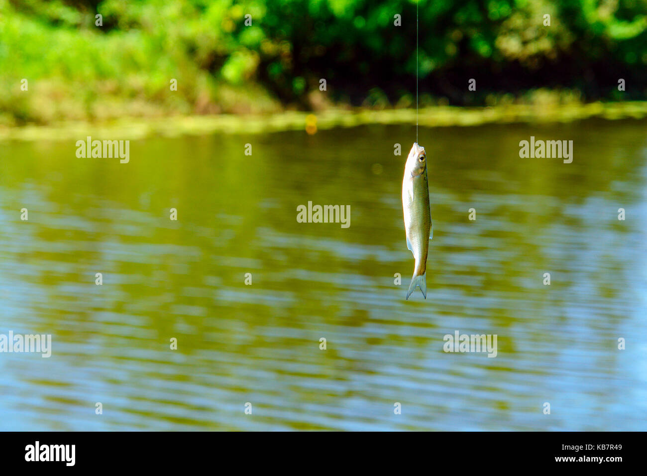 Small white fish on a hook Stock Photo - Alamy