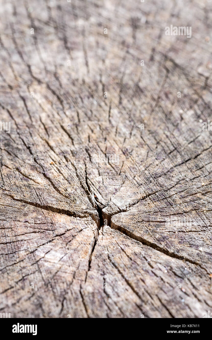 High-detailed grey pine wood texture series Stock Photo - Alamy