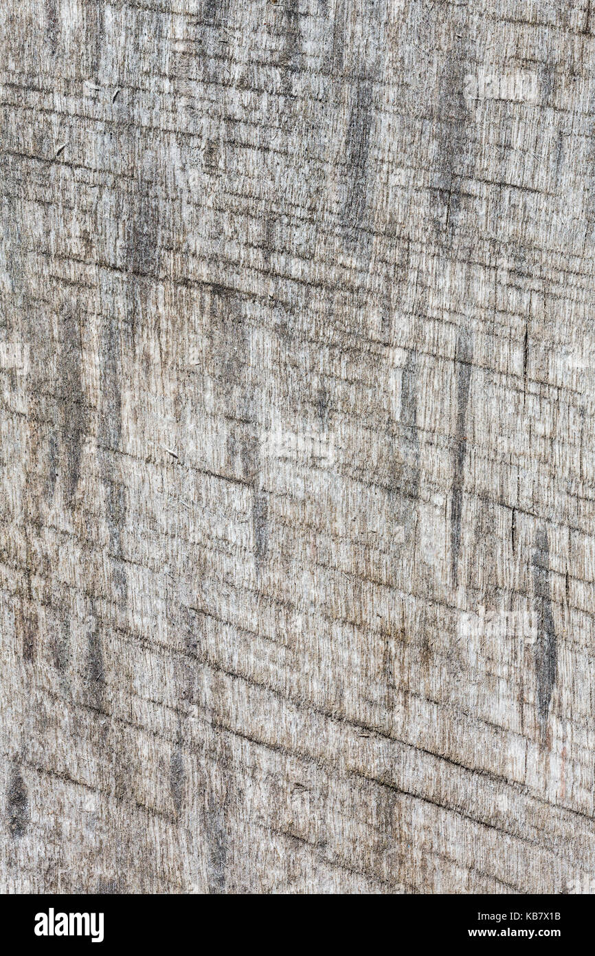 Grey pine wood texture series. High-detailed Stock Photo - Alamy