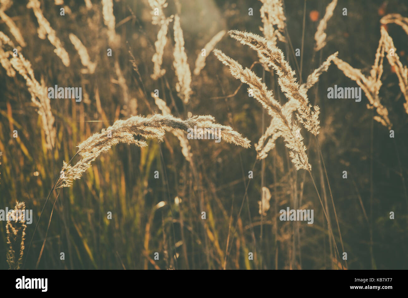 Autumn sunset plant Stock Photo - Alamy