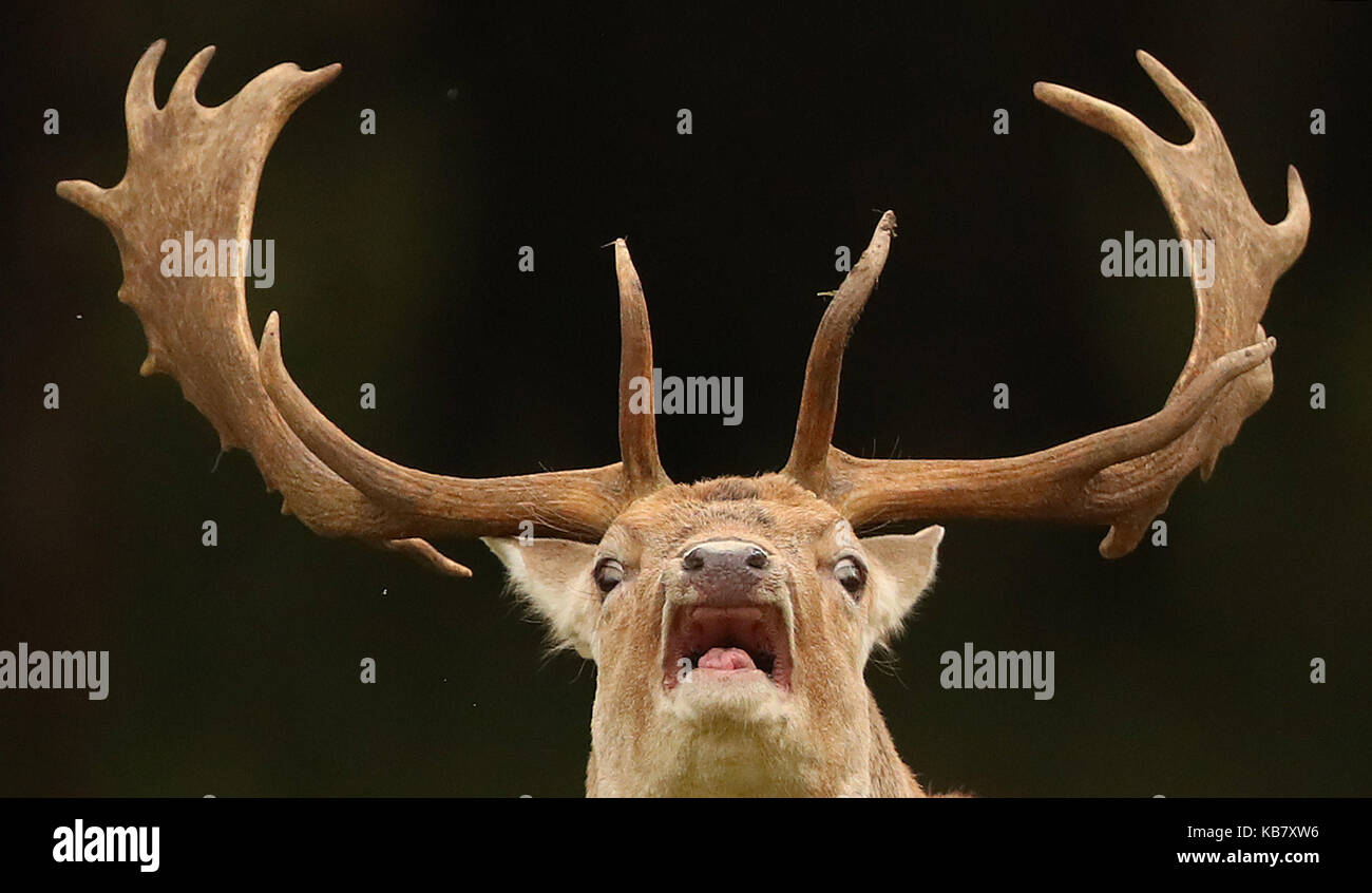 A braying deer hi-res stock photography and images - Alamy