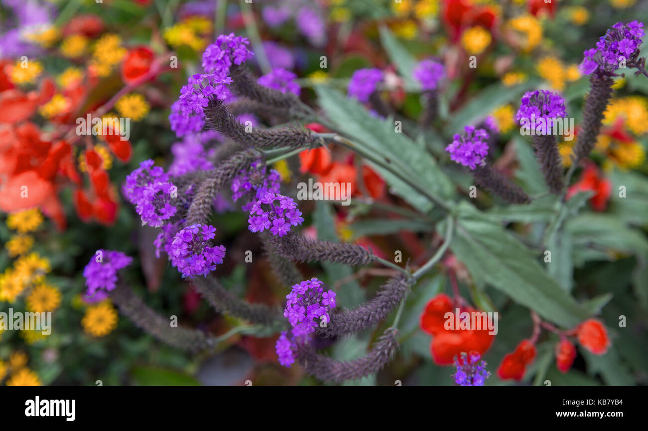 Floral autumn background, violet. orange. yellow flowers close-up ...