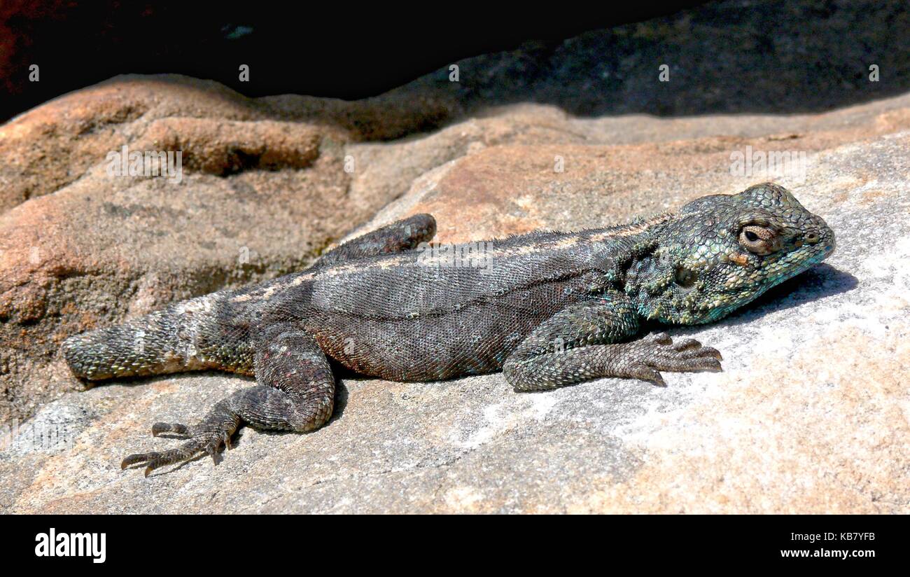 Tailless Lizard High Resolution Stock Photography and Images - Alamy