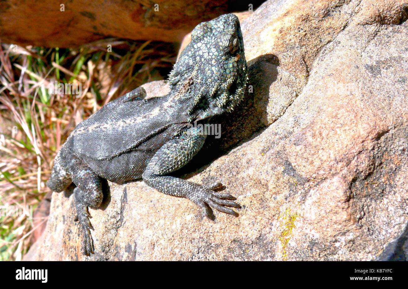 Tailless lizard hi-res stock photography and images - Alamy