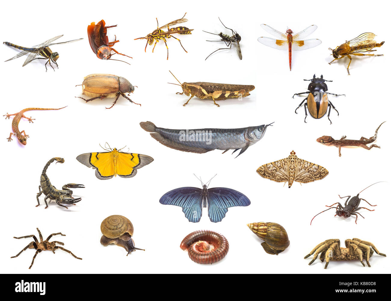 Set of animals isolated on white background, insect fish and reptile ...
