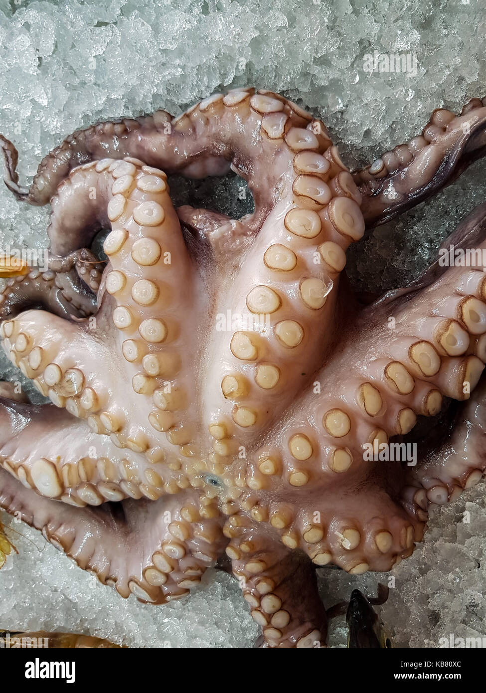 View at the fresh octopus on ice Stock Photo - Alamy
