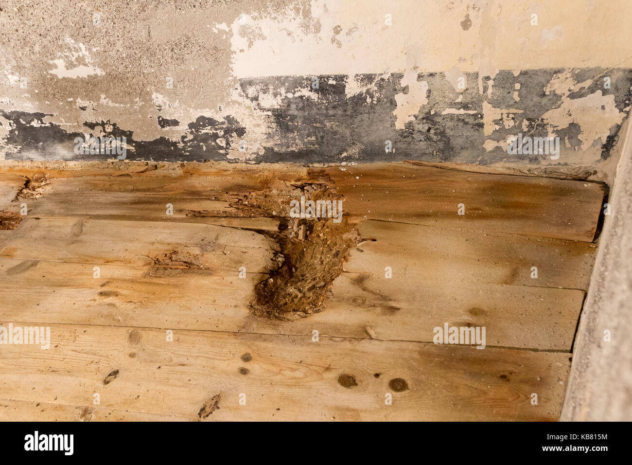 Wall damaged water leak in hi-res stock photography and images - Alamy