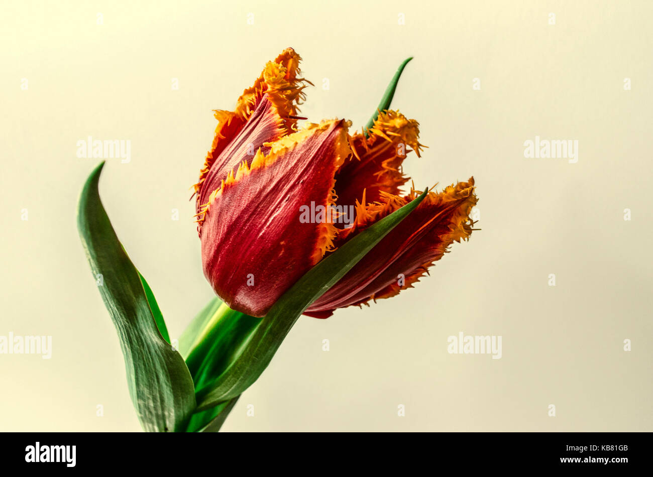 Disclosed large red tulip with yellow fringe along the edges of the ...