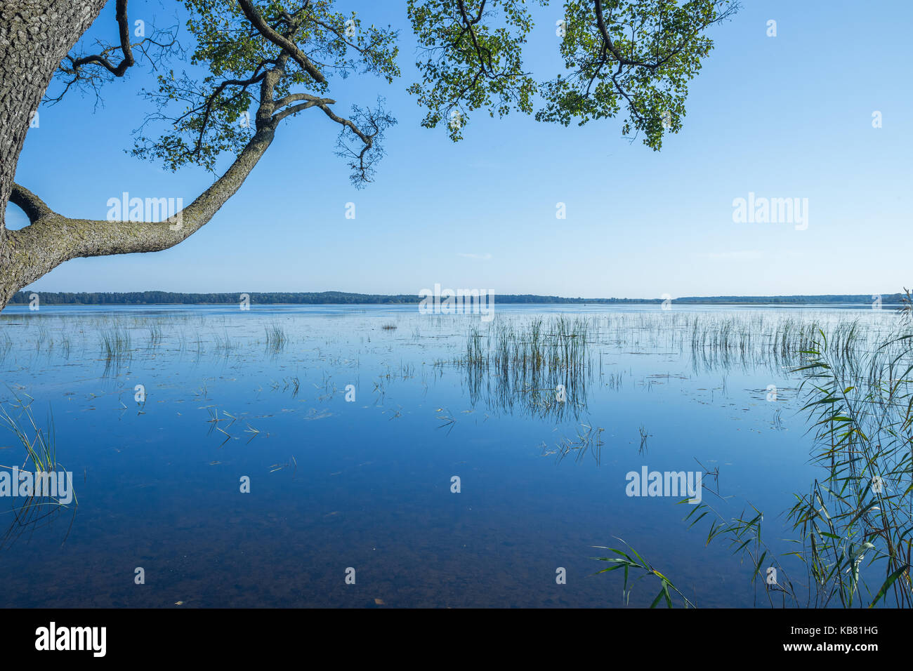 Lake at Riga, Jugla, Latvia. Autumn, water and trees. 2017 Stock Photo ...