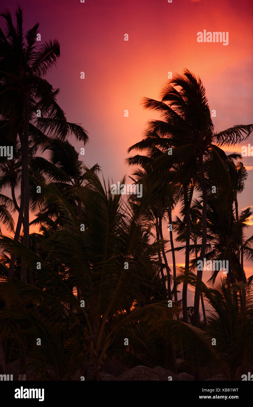 silhouette of a palm tree at sunset Stock Photo - Alamy