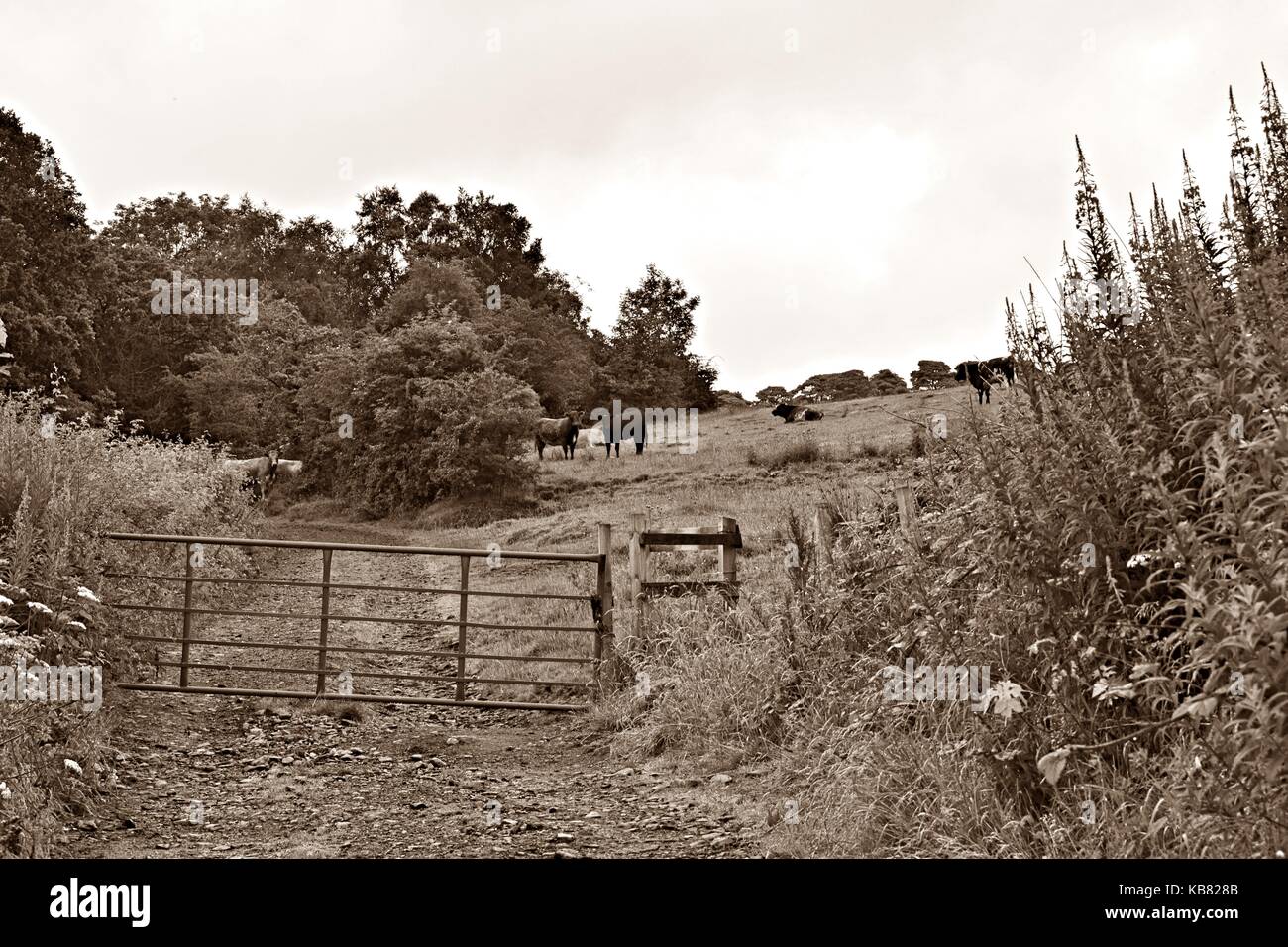 Wiliam Docherty I was walking around twechar. What is a small mining ...