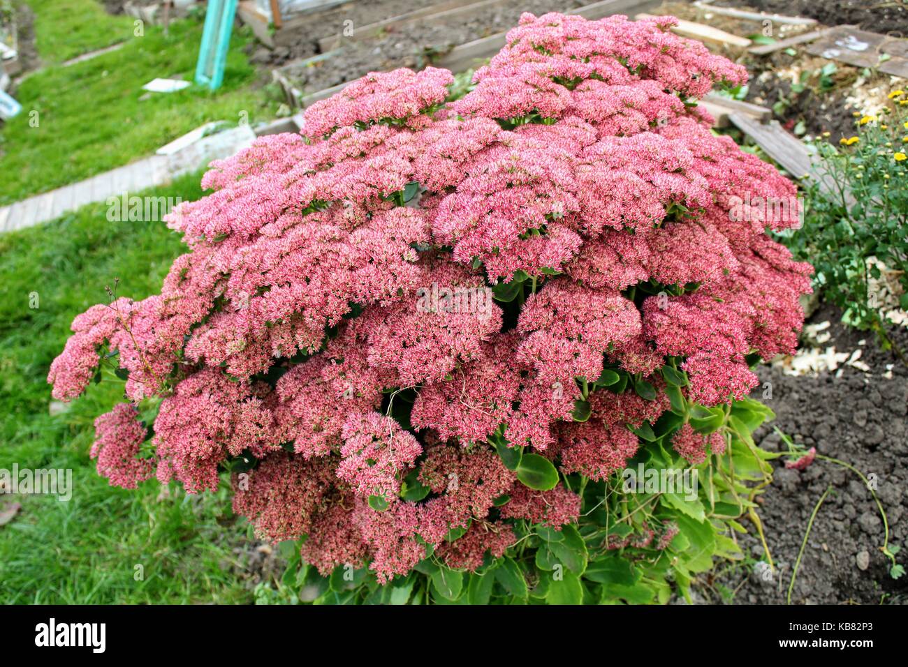 A brightly red bush of a sedum on the background of a garden plot Stock ...