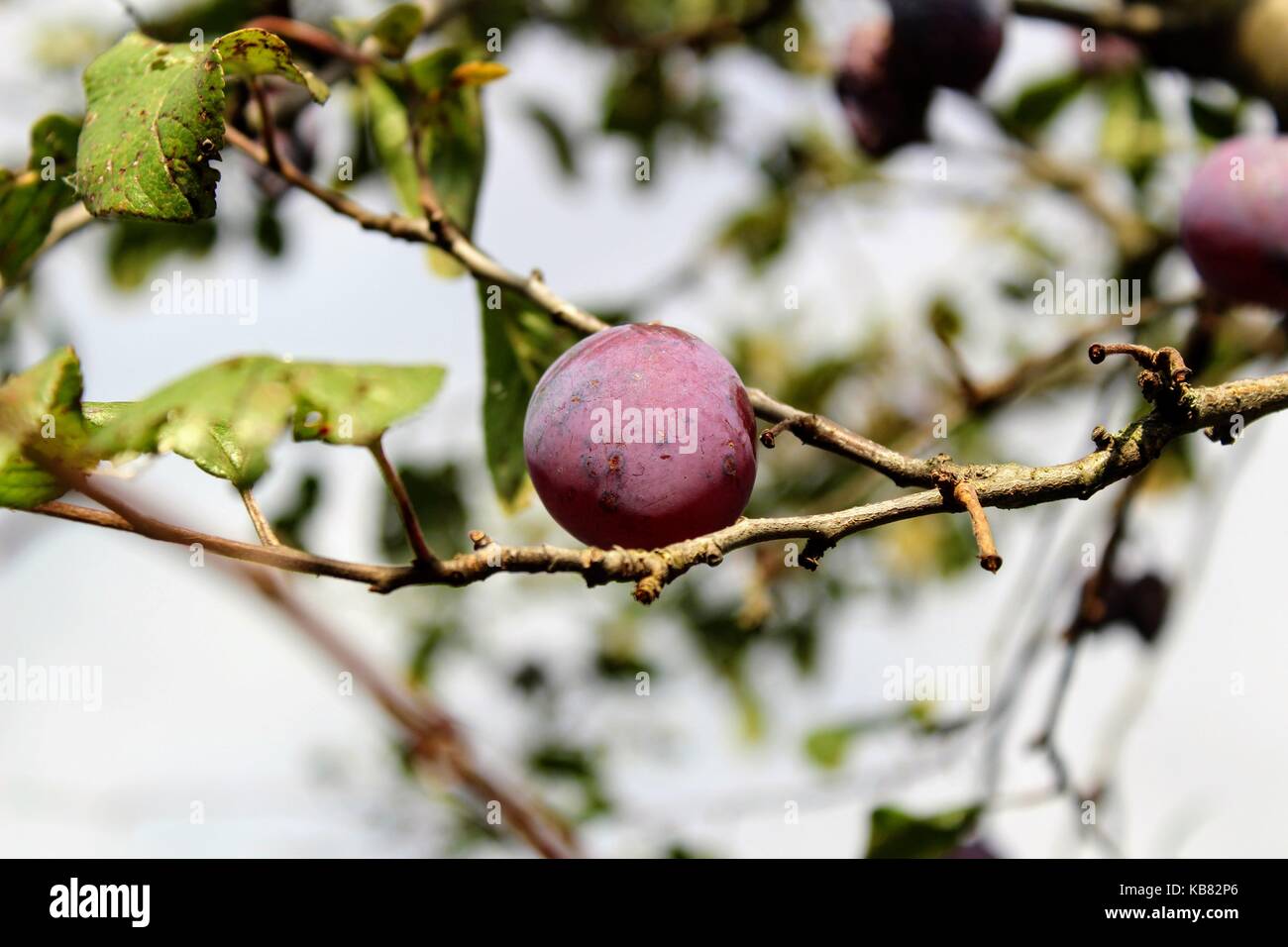 Ripe plum stuck in the branches of a tree Stock Photo - Alamy