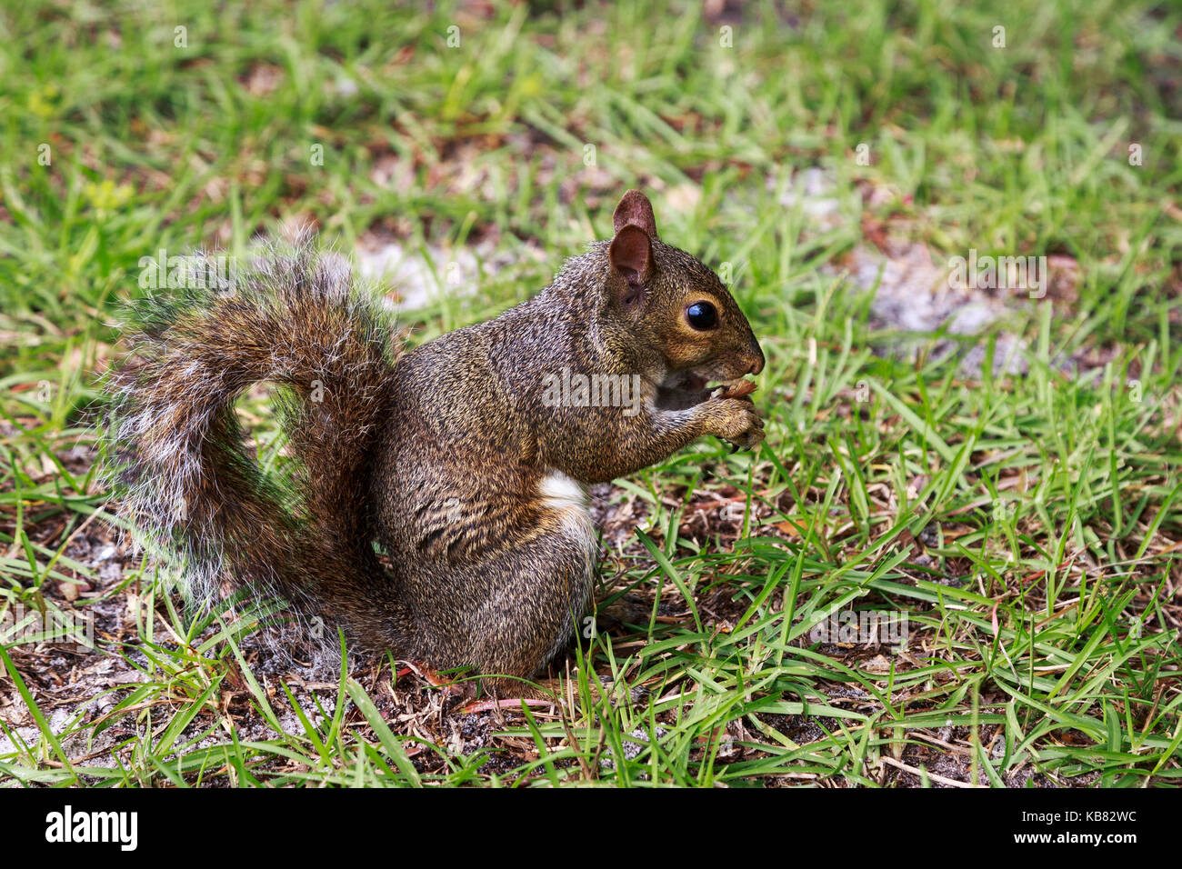 Wildlife ground eating hi-res stock photography and images - Alamy