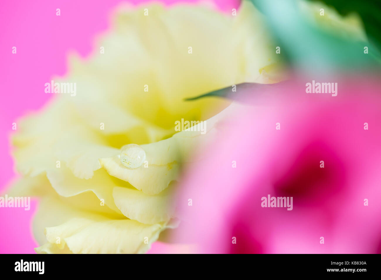 Eustoma blooms hi-res stock photography and images - Alamy