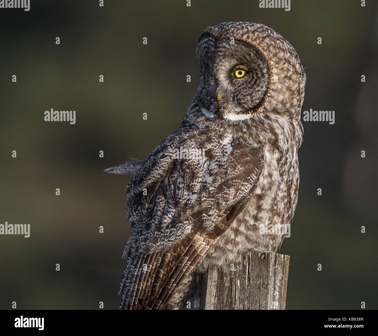 Great Gray Owl Stock Photo - Alamy