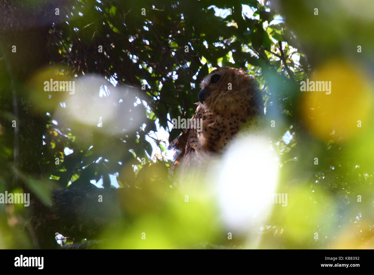 Pel's Fishing Owl, Scotopelia peli, Kasnka National Park, Zambia ...