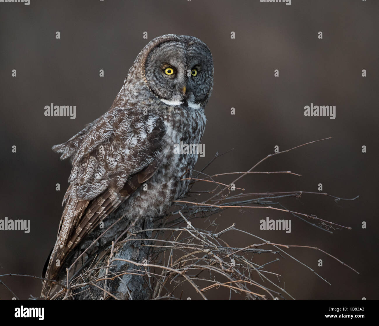 Great Gray Owl Stock Photo - Alamy