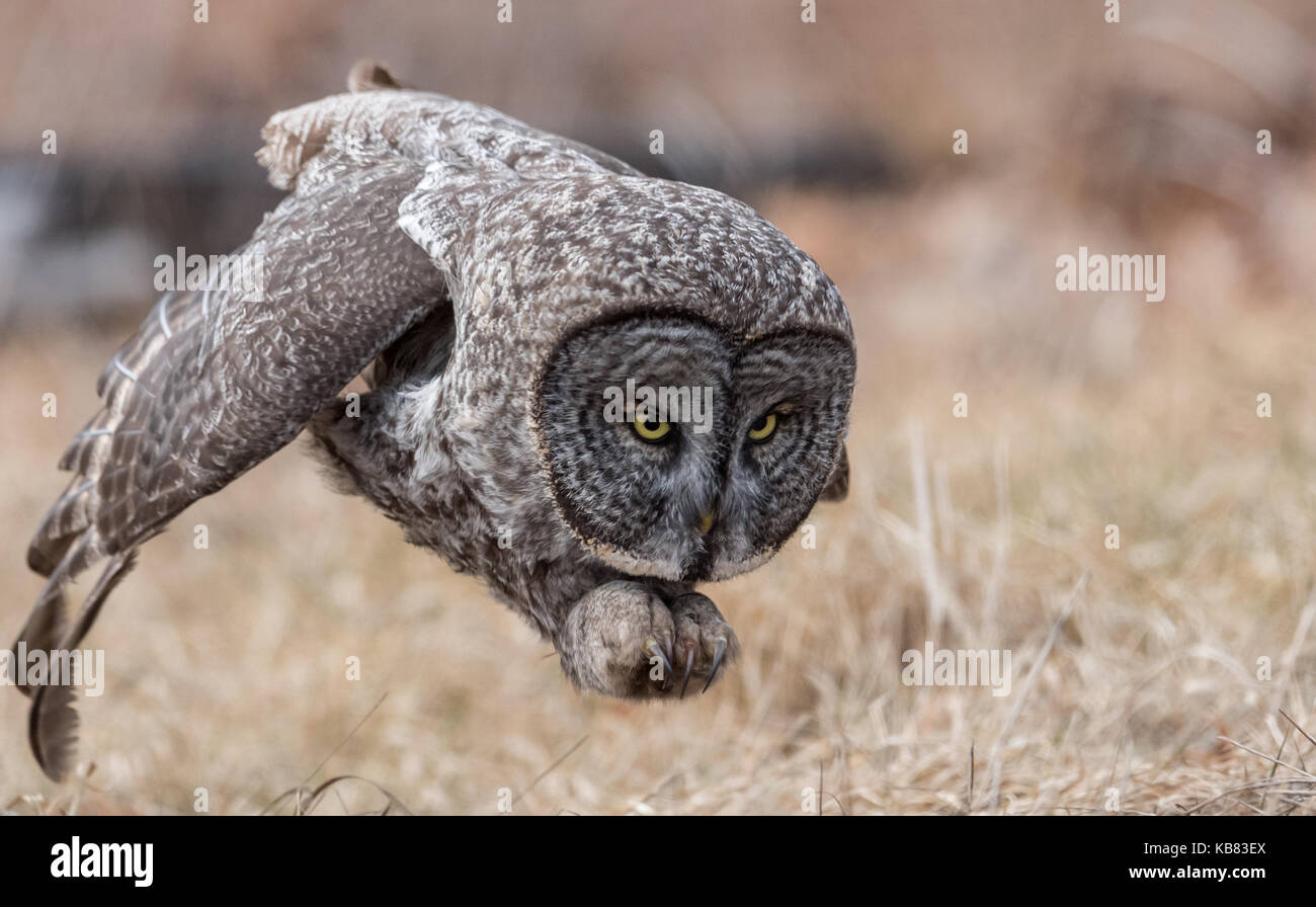Great Gray Owl Stock Photo - Alamy