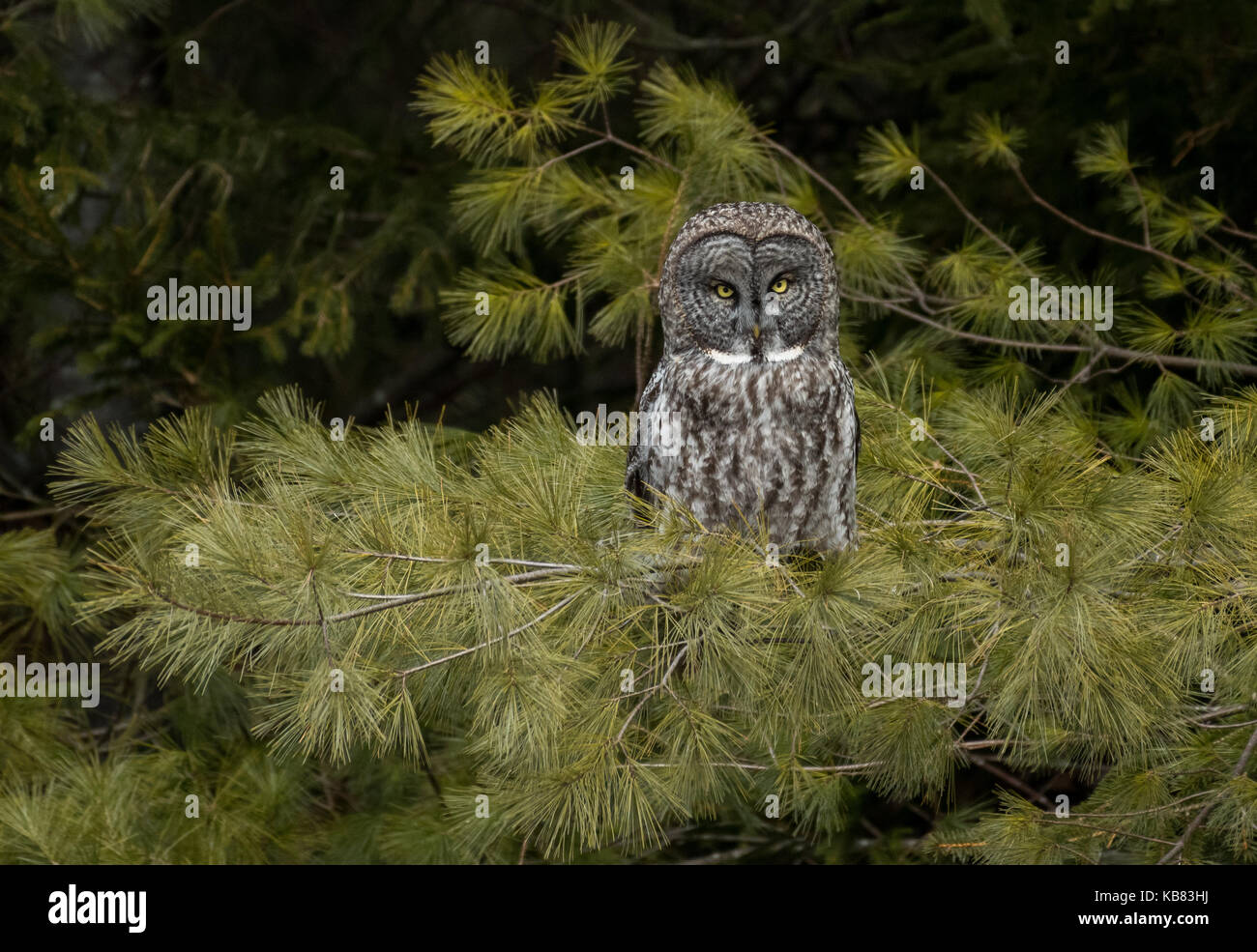 Great Gray Owl Stock Photo - Alamy