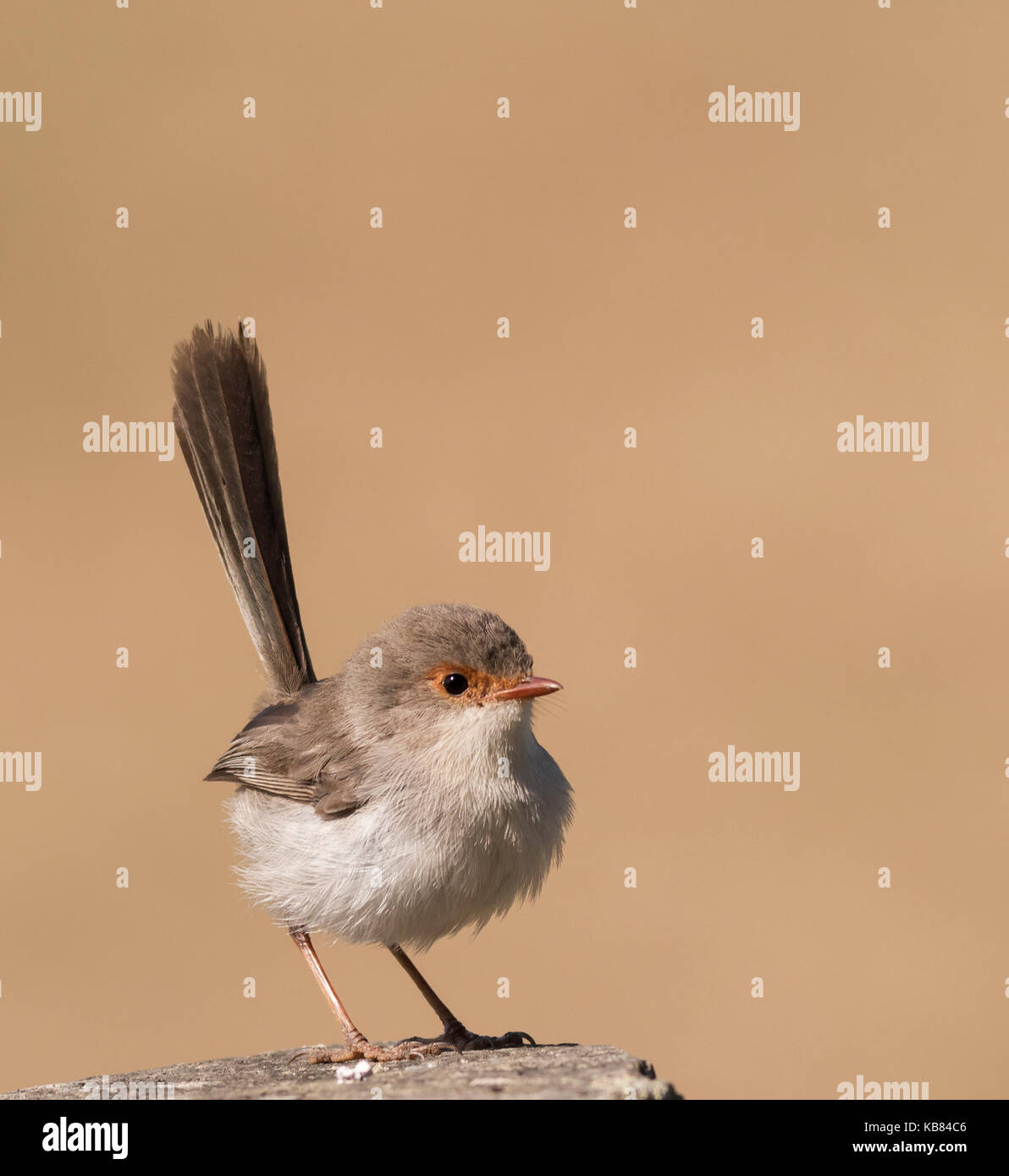 Wrens australian wrens hi-res stock photography and images - Alamy