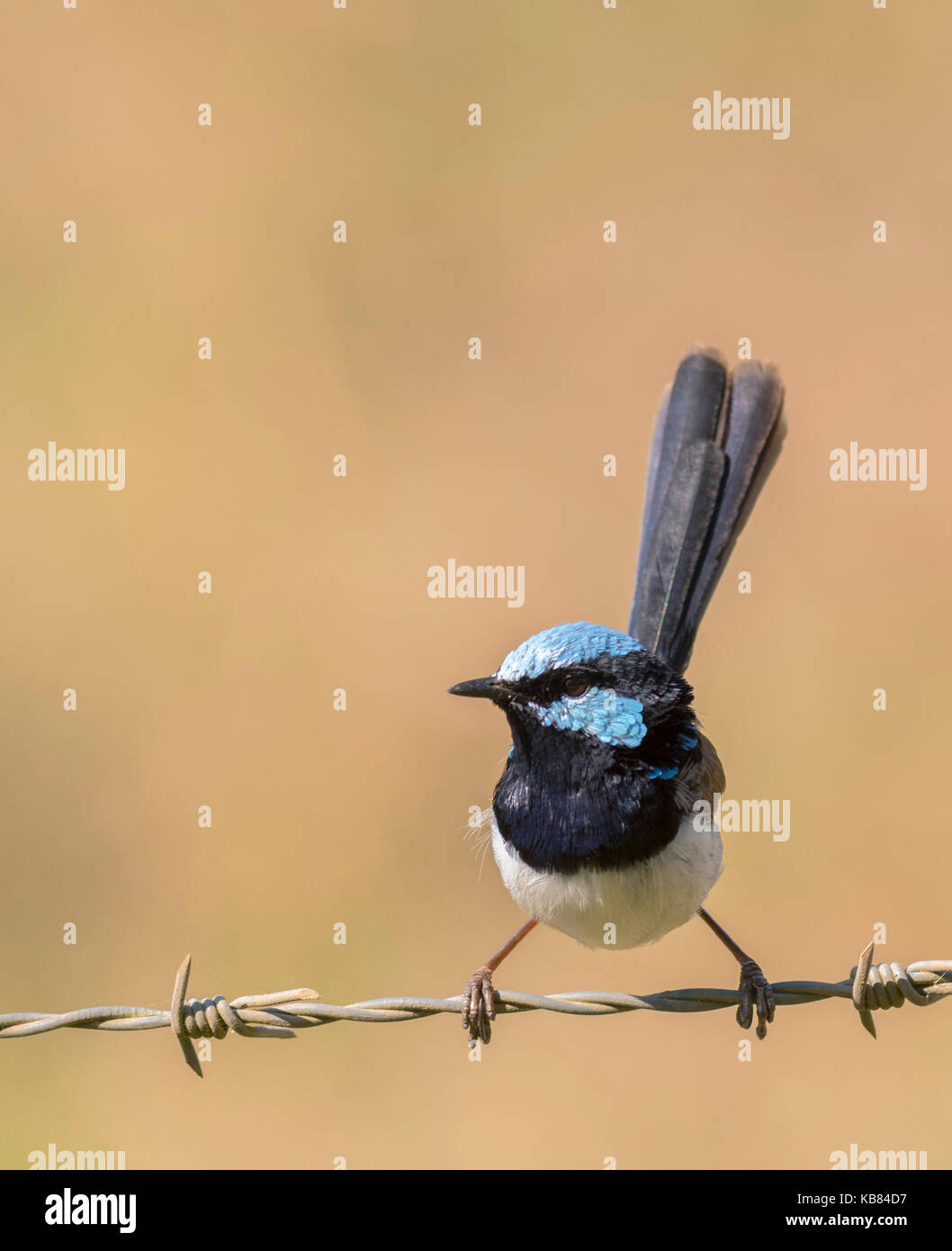 Blue fairy wrens hi-res stock photography and images - Alamy