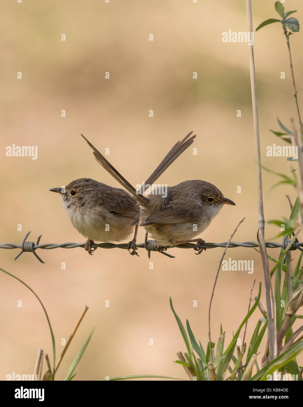Wrens australian wrens hi-res stock photography and images - Alamy