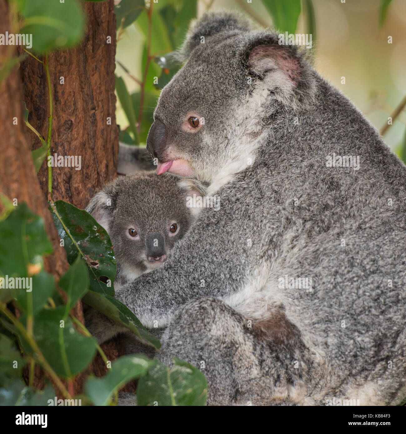 Koalo Bear native to Australia Stock Photo - Alamy