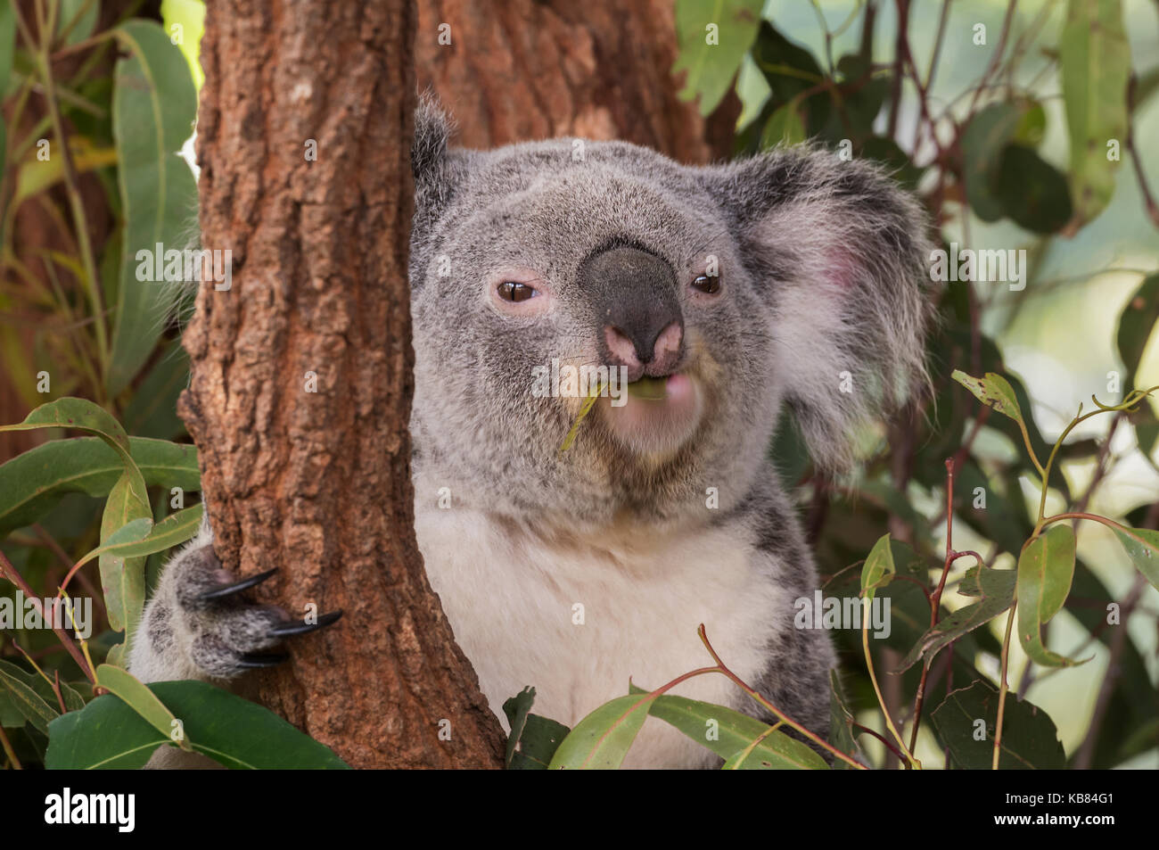 Koalo Bear native to Australia Stock Photo - Alamy