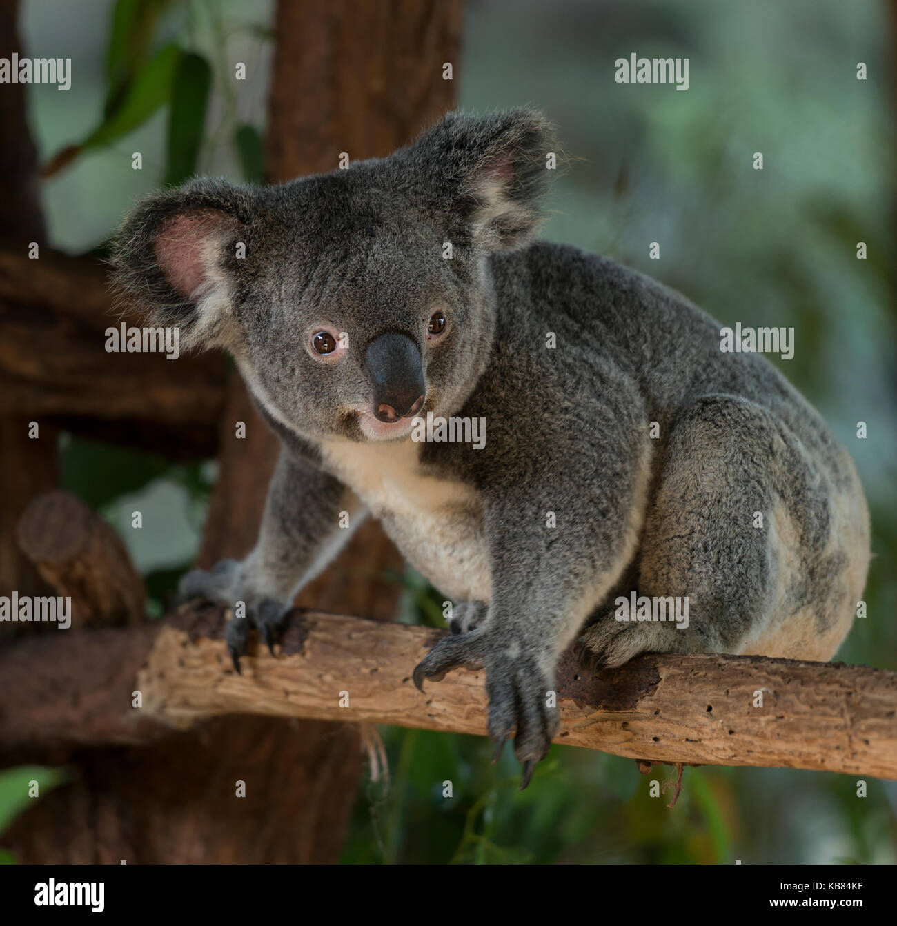 Koalo Bear native to Australia Stock Photo - Alamy