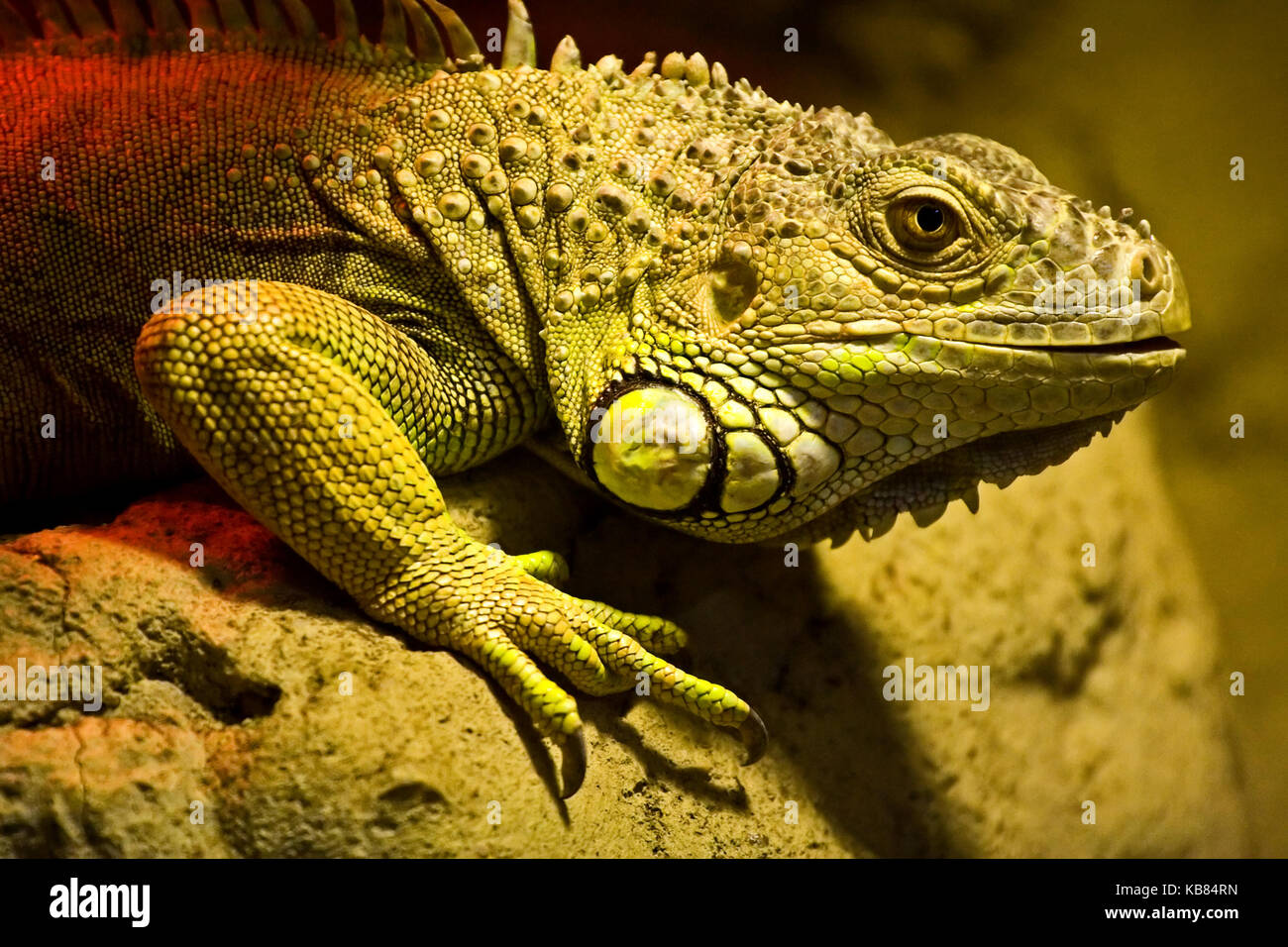 A large lizard sits on a rock. Yellow-red light. Close-up Stock Photo ...